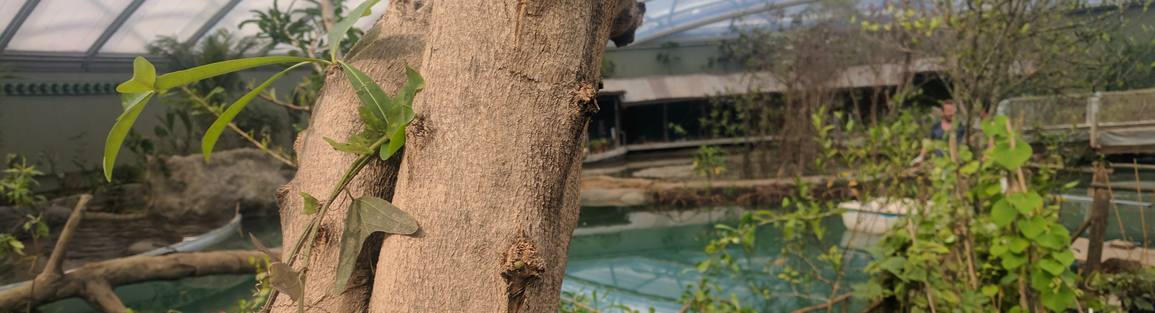 De kalebasboom, een boom uit de Maya-mythes | Burgers' Zoo in Arnhem