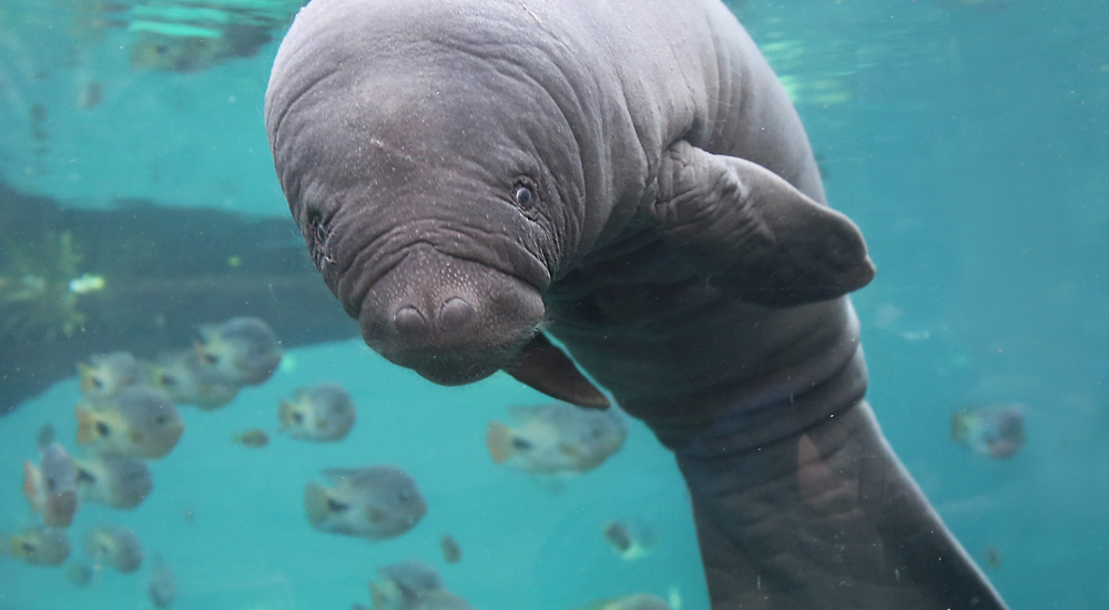 Burgers' Zoo verwelkomt jonge zeekoe | Burgers' Zoo in Arnhem