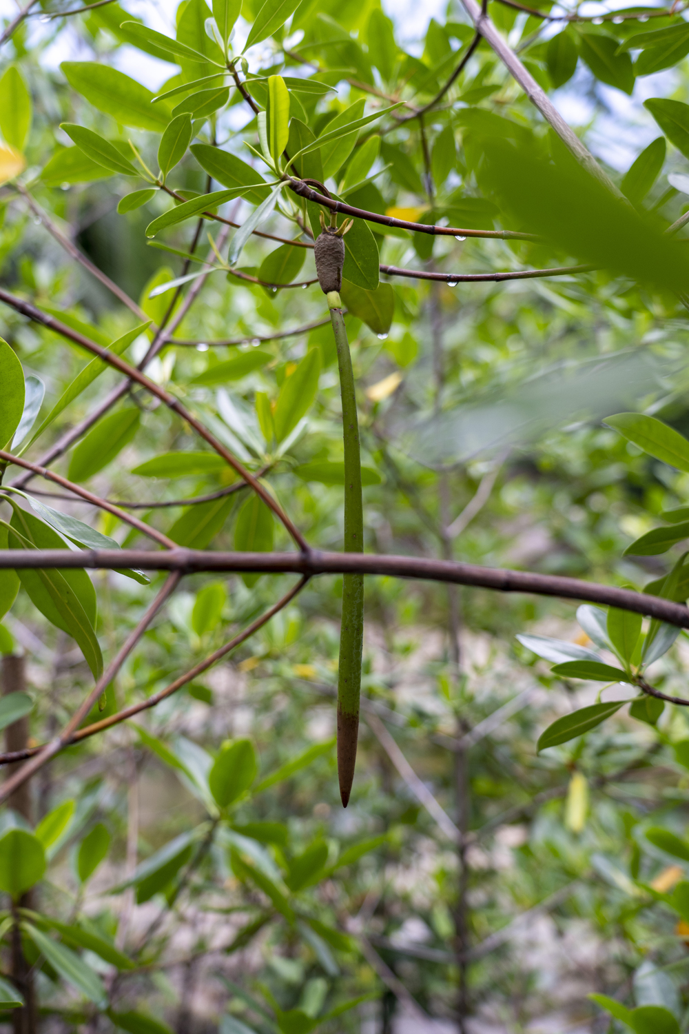 Rode mangrove | Burgers' Zoo in Arnhem