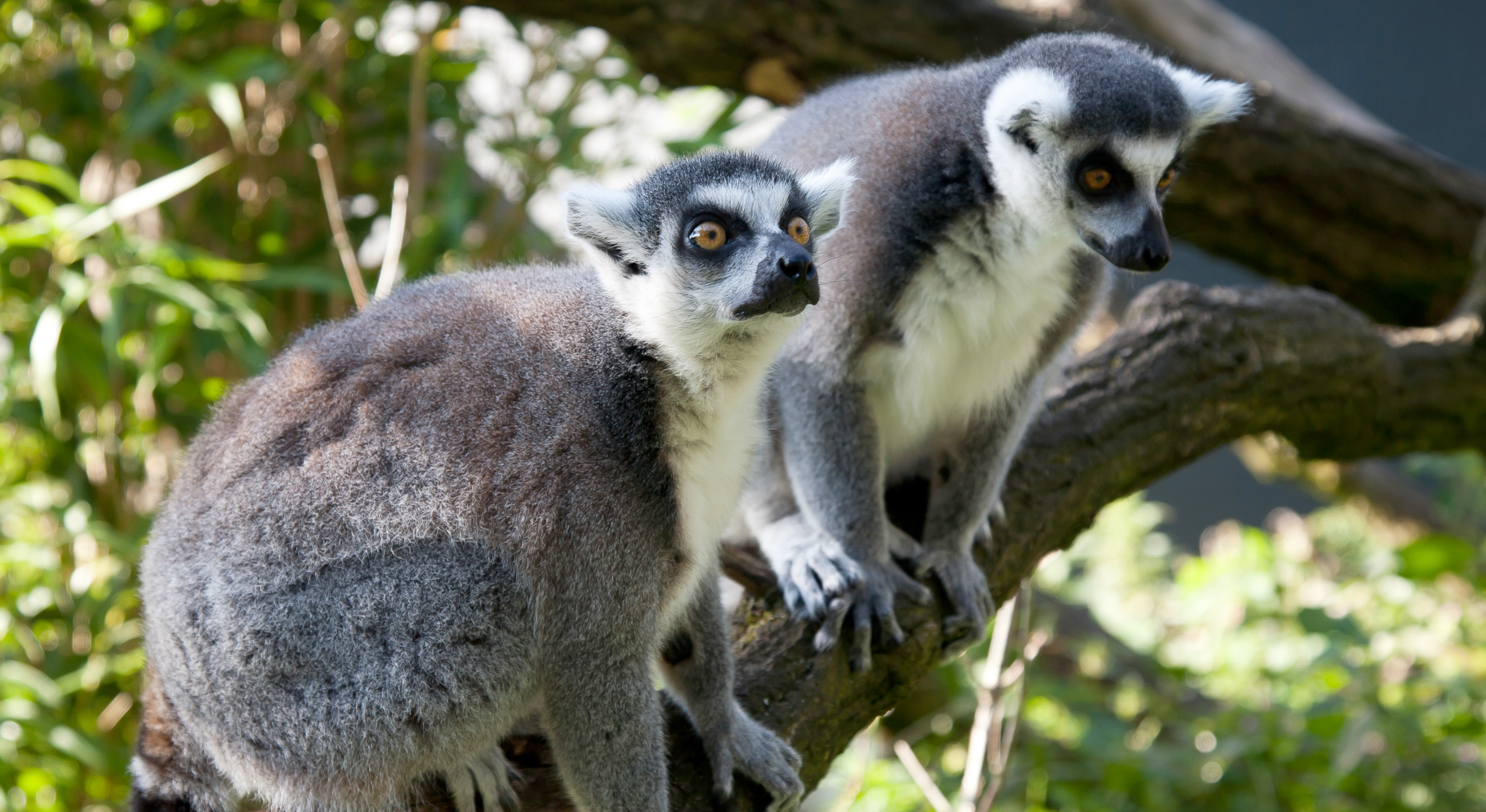 Een echte maki kliert een beetje | Burgers' Zoo in Arnhem