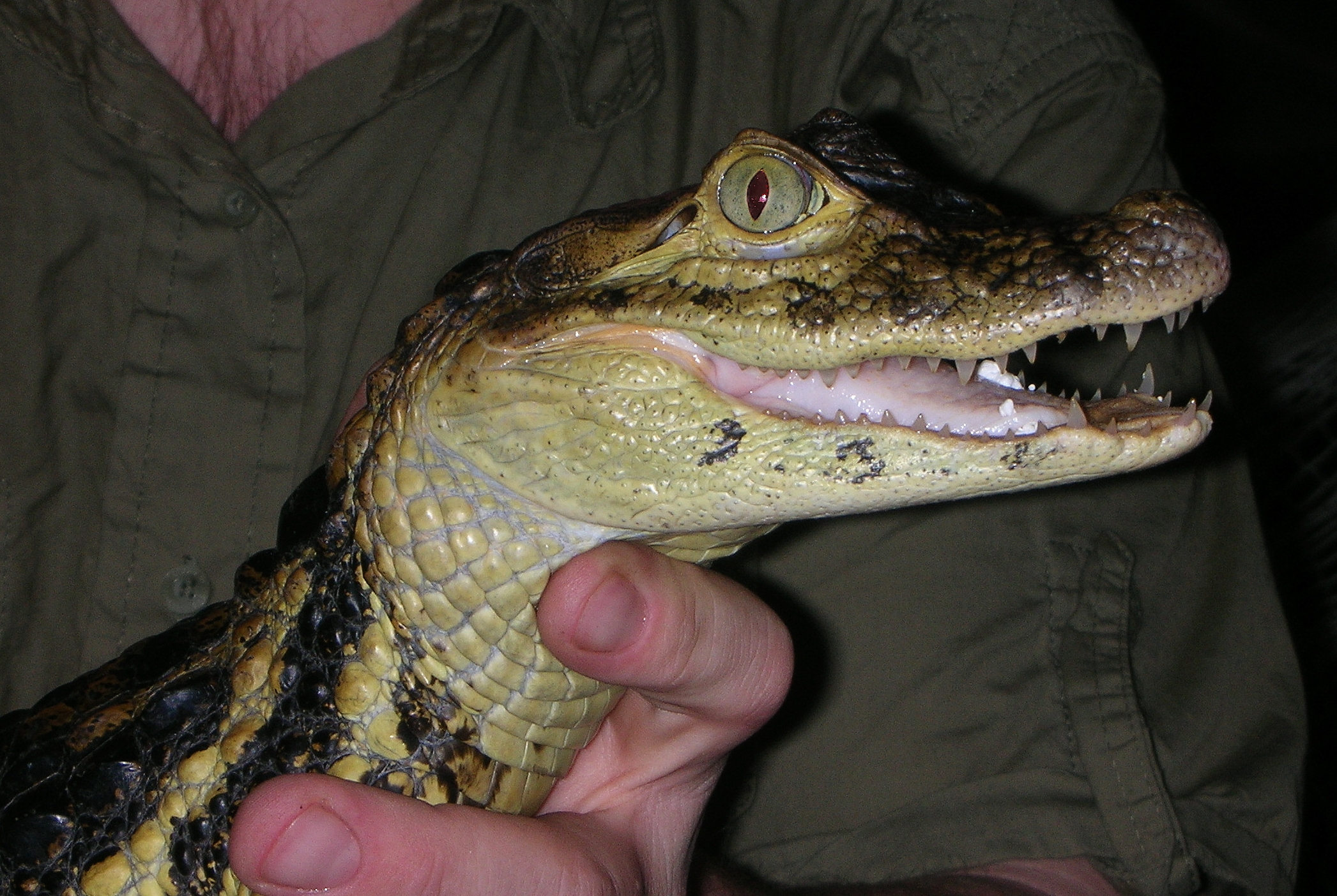 Kaaimannen in de Bush | Burgers' Zoo in Arnhem