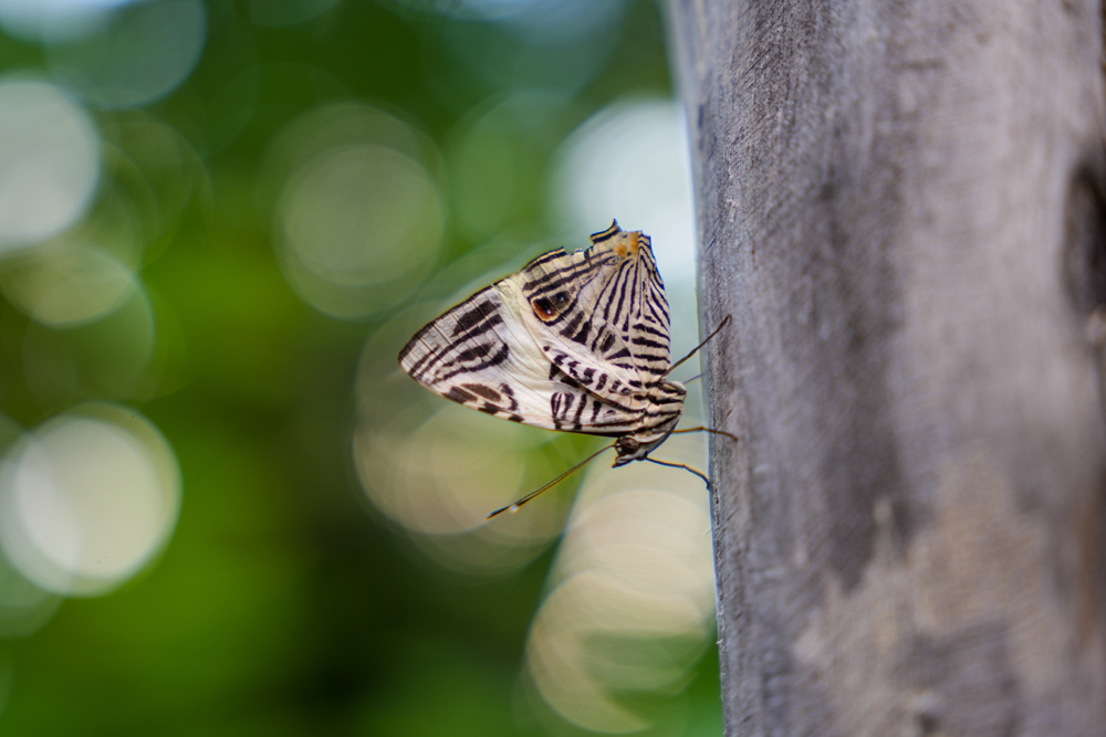 Camouflage: automimicry