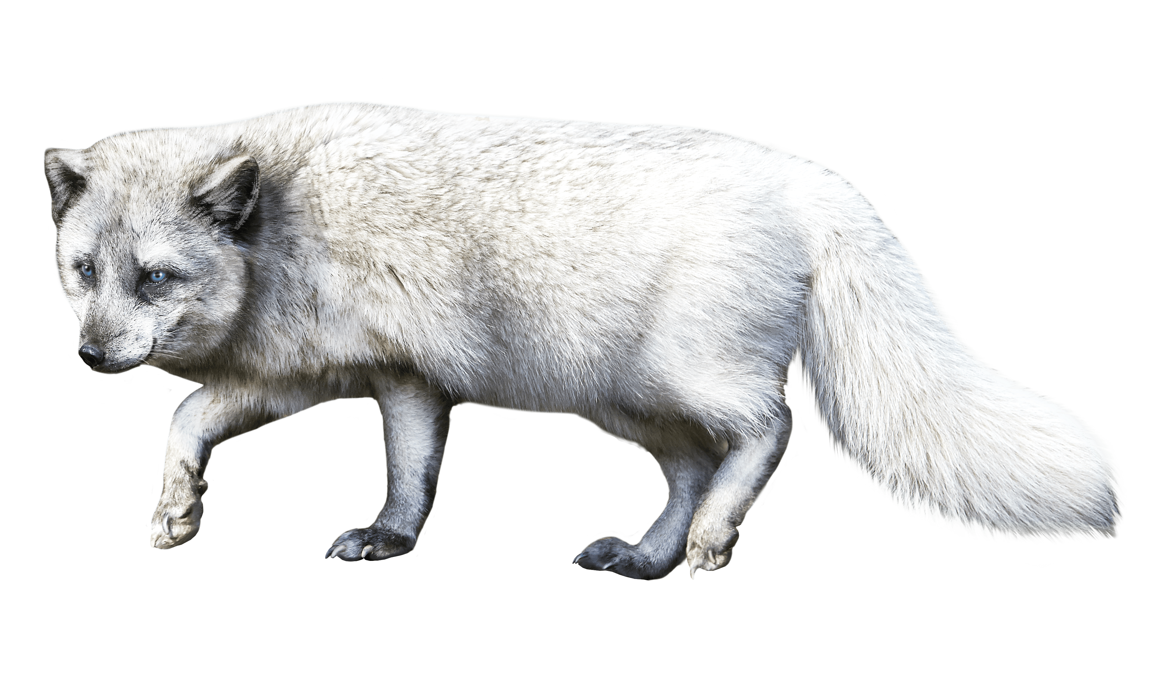 Poolvos (Vulpes lagopus)