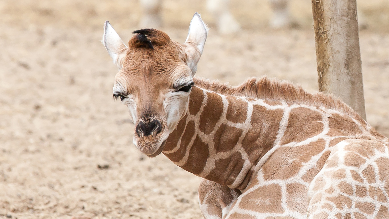 Gedragsonderzoek giraffen | Burgers' Zoo in Arnhem