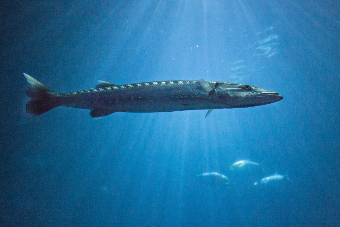 Barracuda