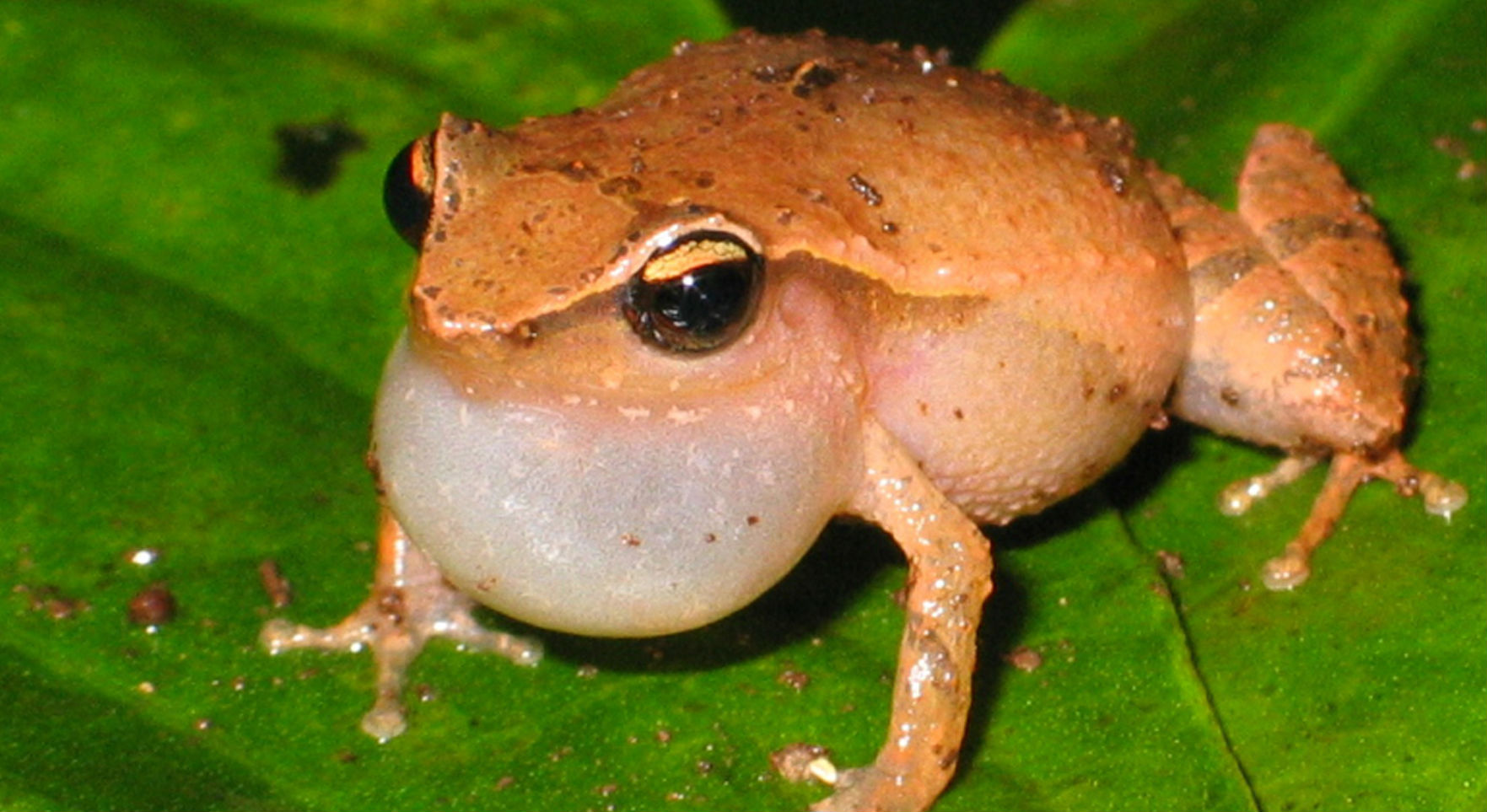 Fluitende invasie | Burgers' Zoo in Arnhem