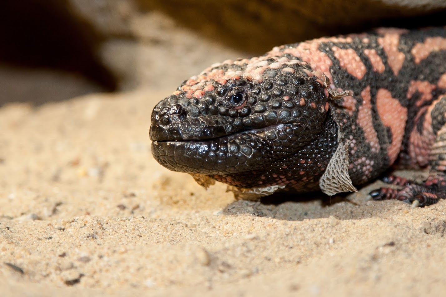 Gilamonster