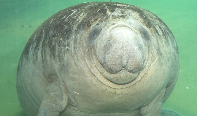 Caribische zeekoe gestorven | Burgers' Zoo in Arnhem