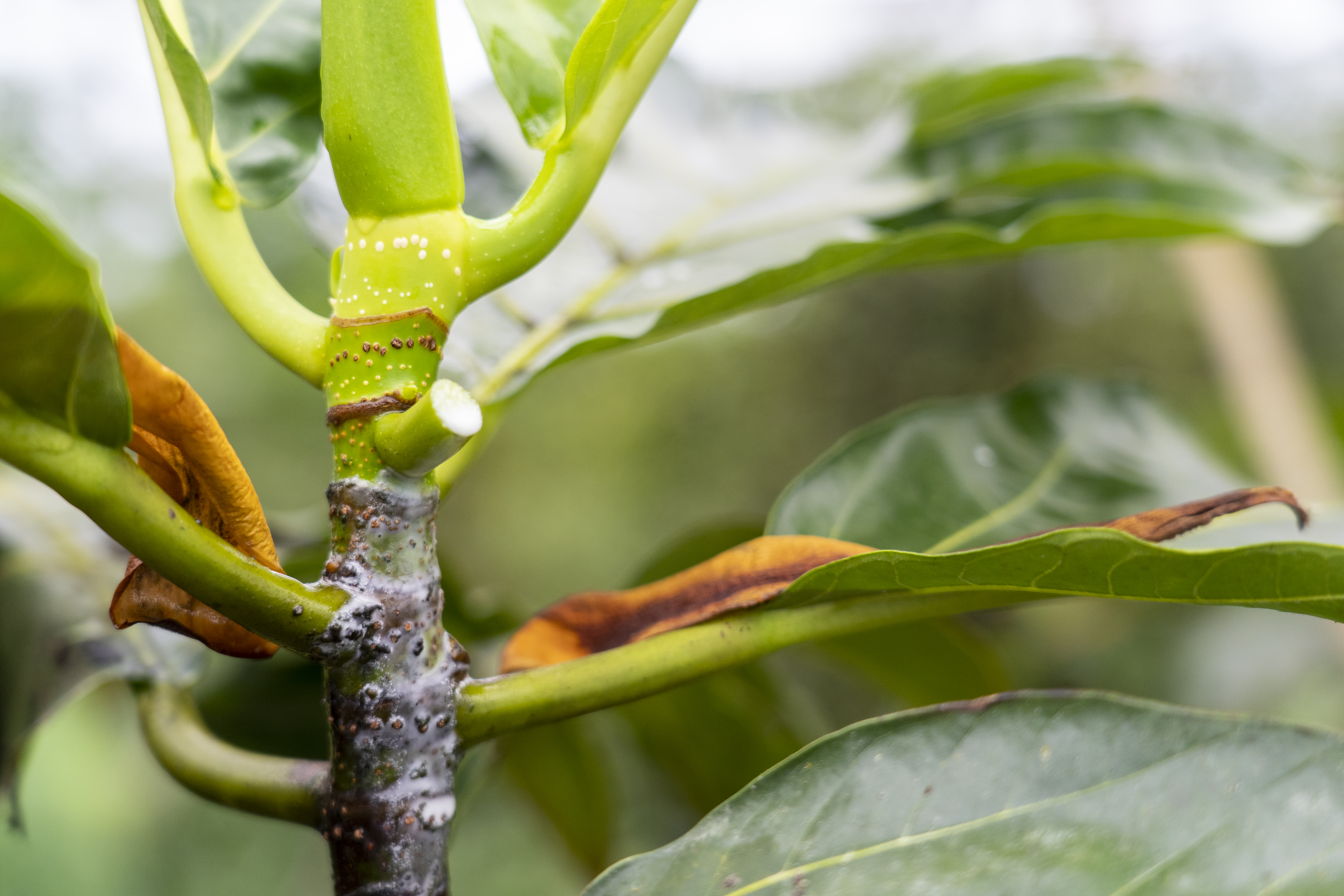 Broodboom | Burgers' Zoo in Arnhem