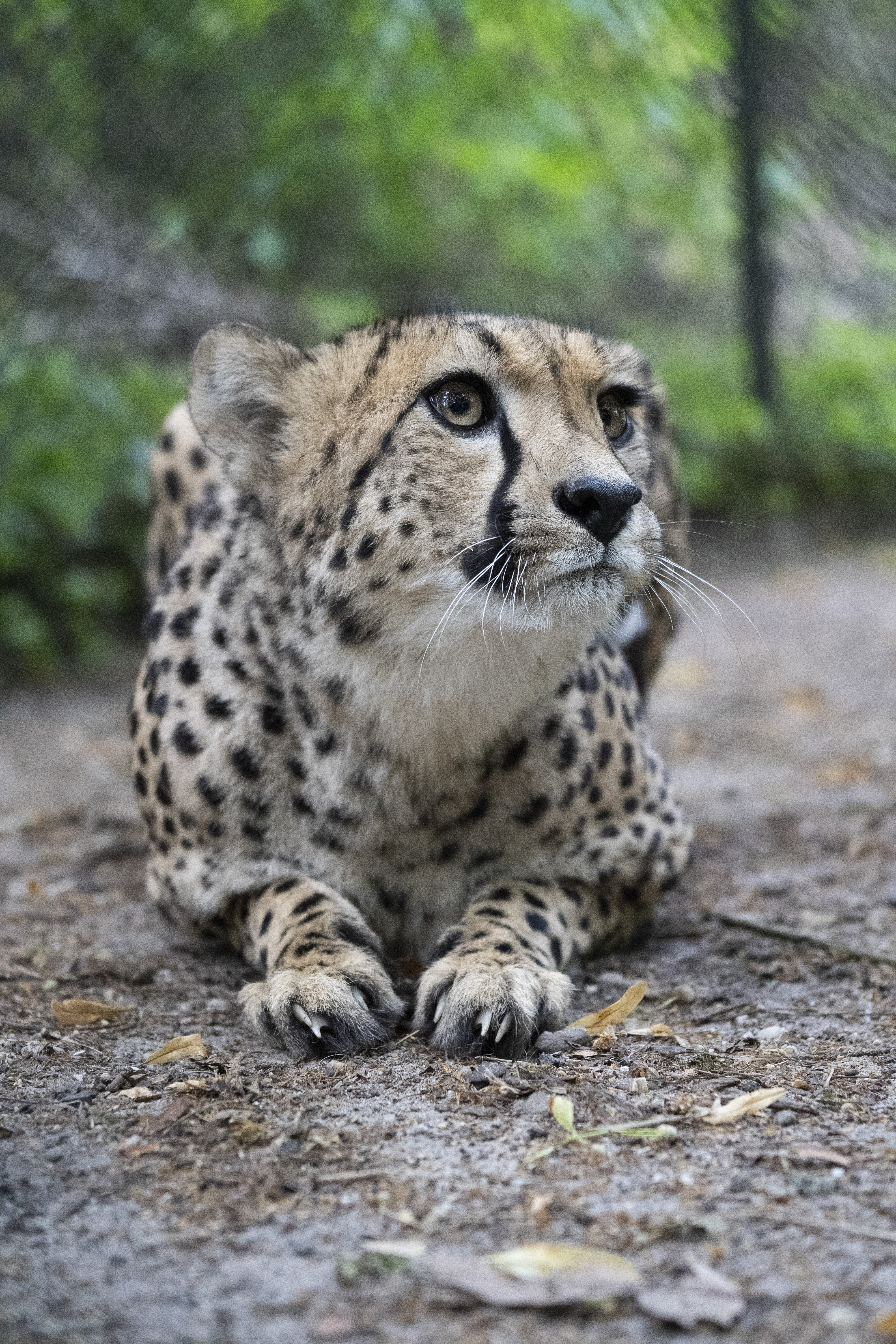 Cheeta