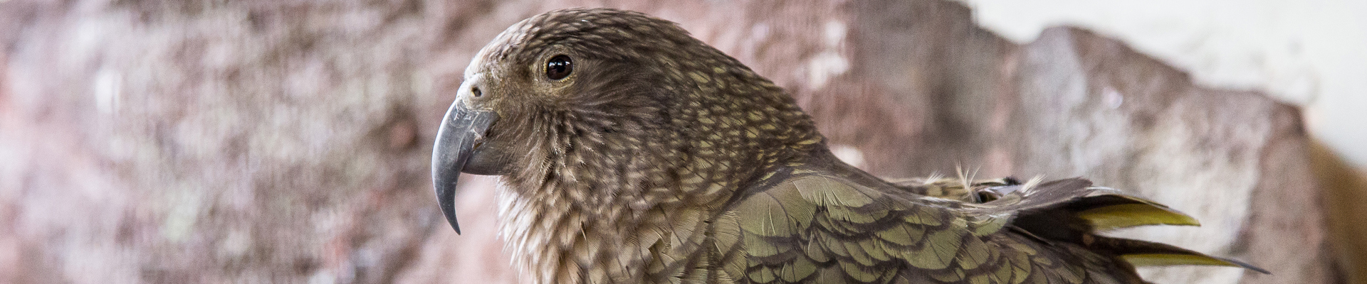 Kea