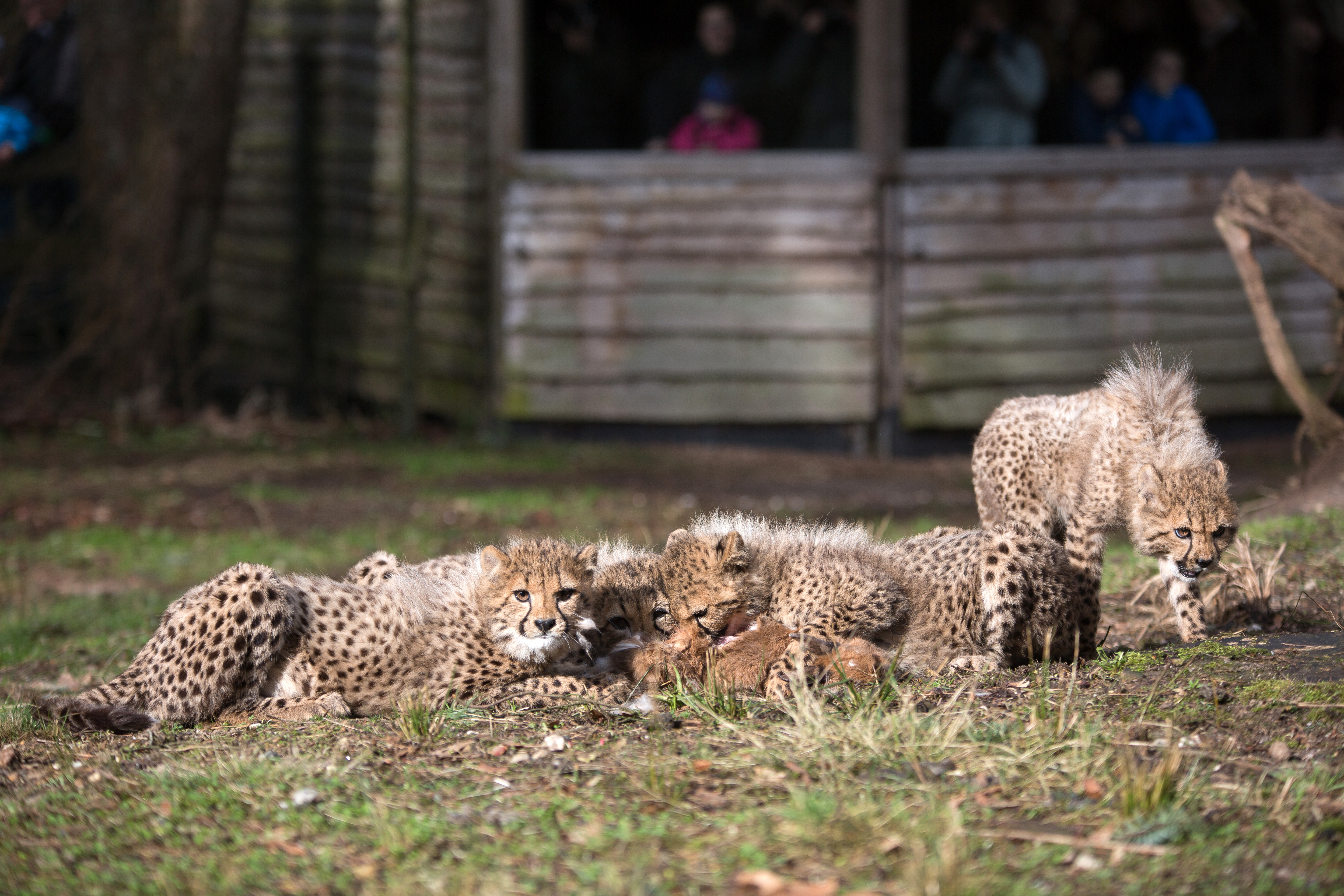 Cheeta