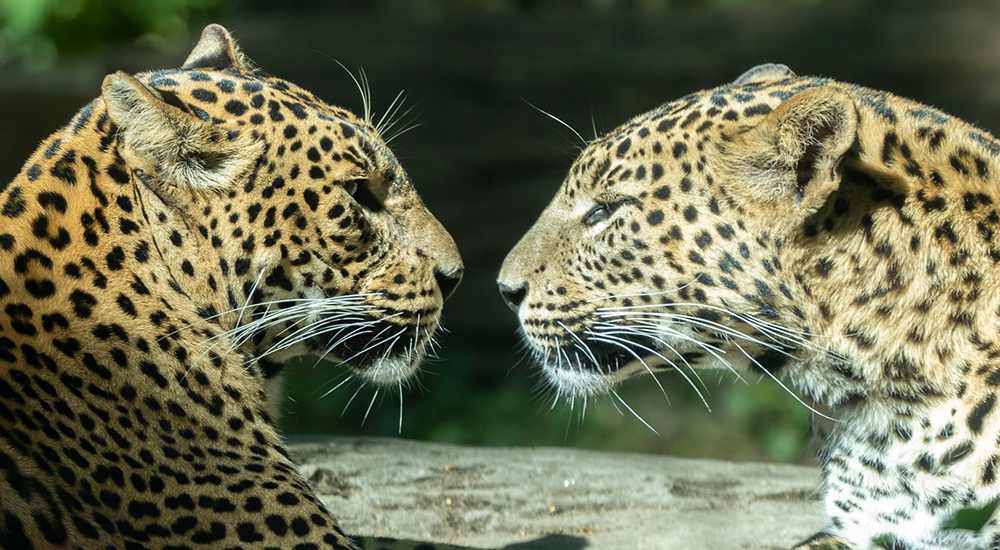 Jongen bij de Sri Lanka panters?