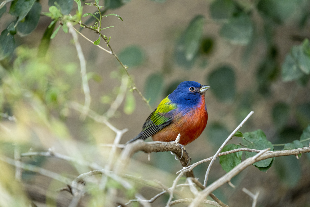 Mexicaanse nonpareil