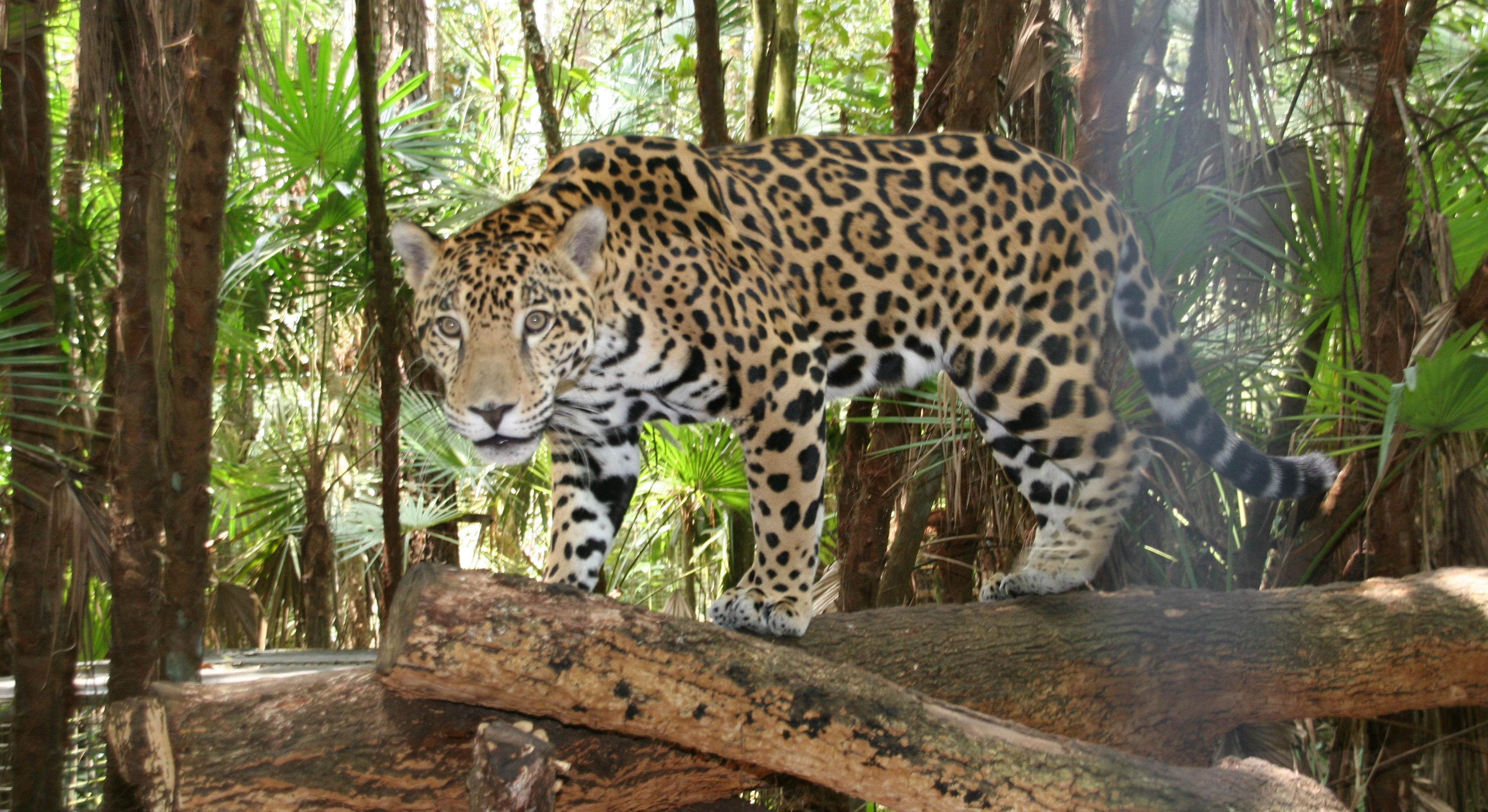 De grootste kat van Belize | Burgers' Zoo in Arnhem