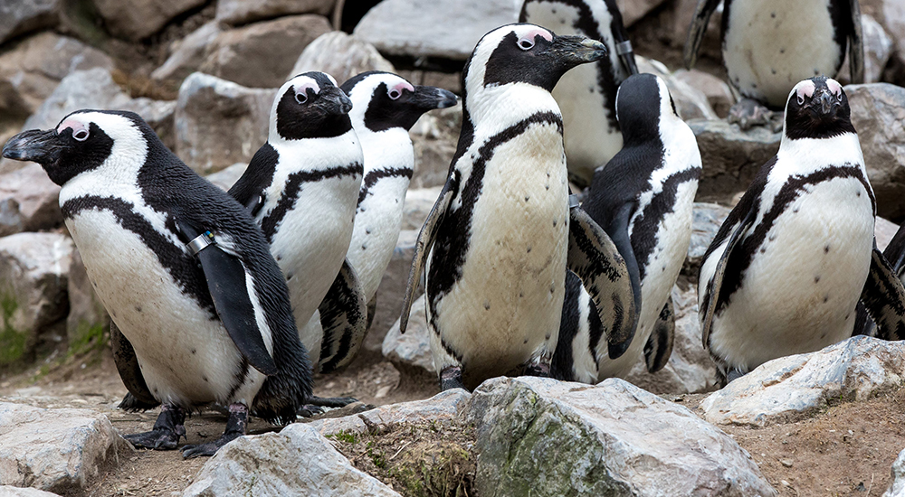 Camouflage bij dieren: countershading
