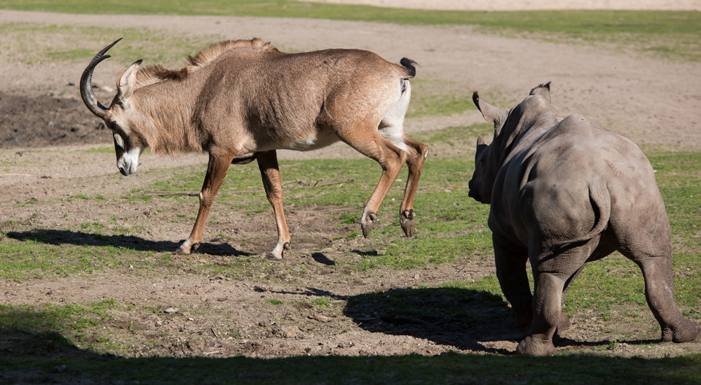 Huppelende hoefdieren dankzij einde bodemvorst | Burgers' Zoo in Arnhem