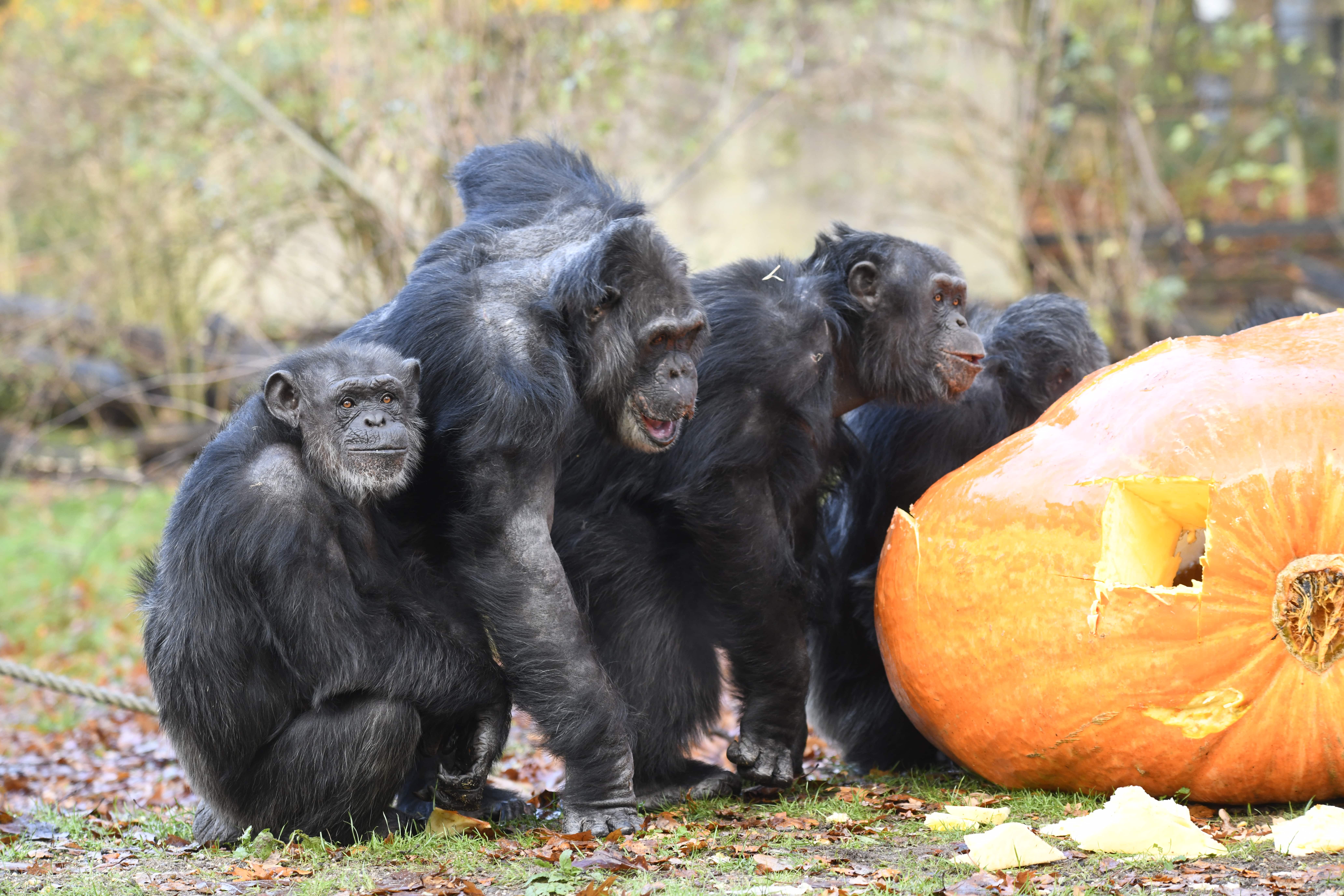 Chimpansees kraken reuzenpompoenen