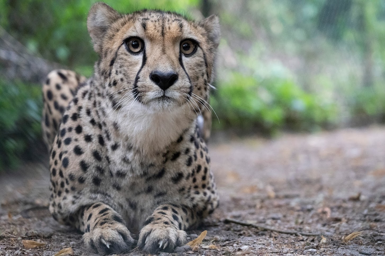 Cheetapaardje Cheeta Door Superrijken In Voortbestaan Bedreigd
