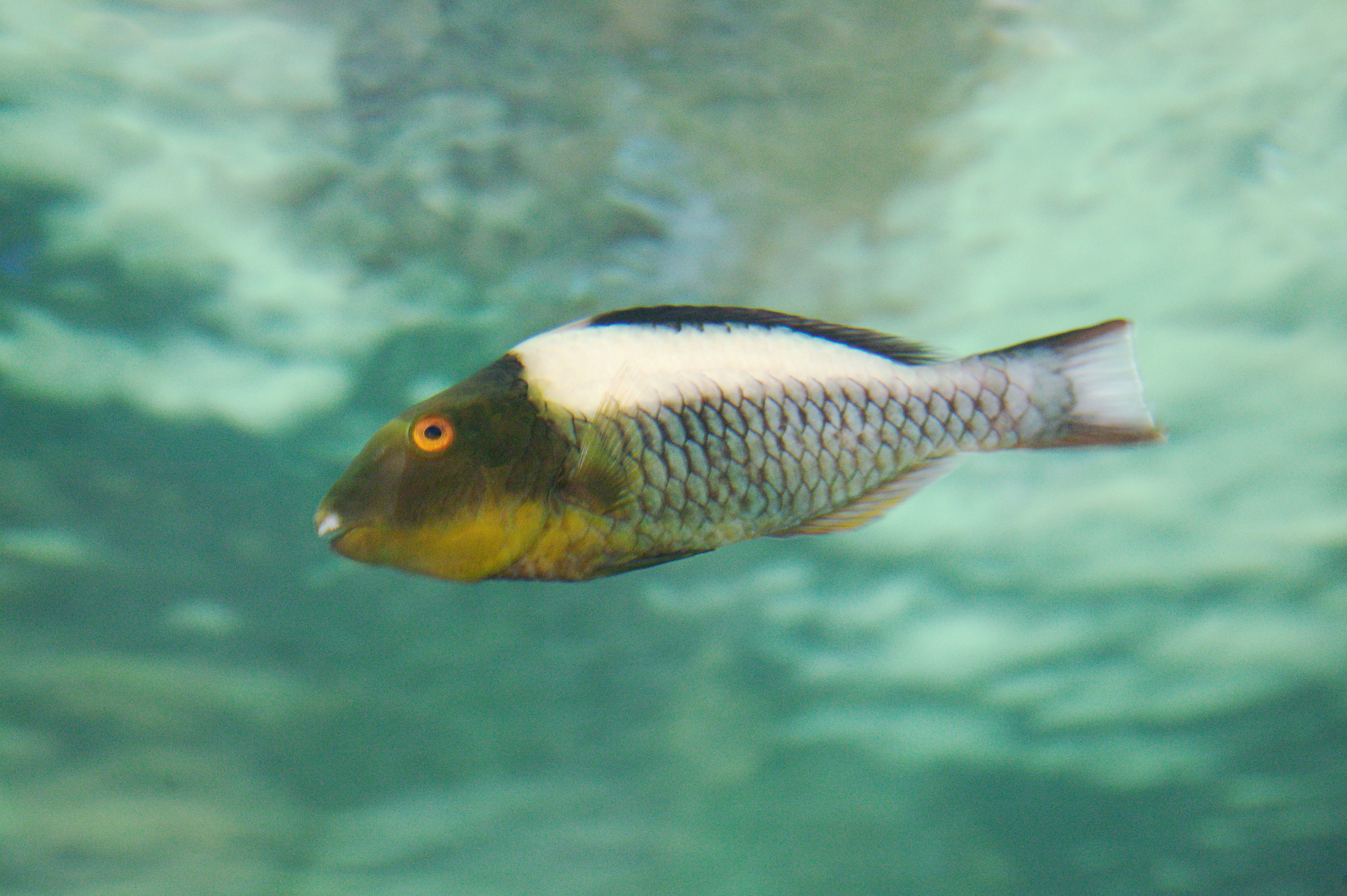 Papegaaivissen | Burgers' Zoo in Arnhem