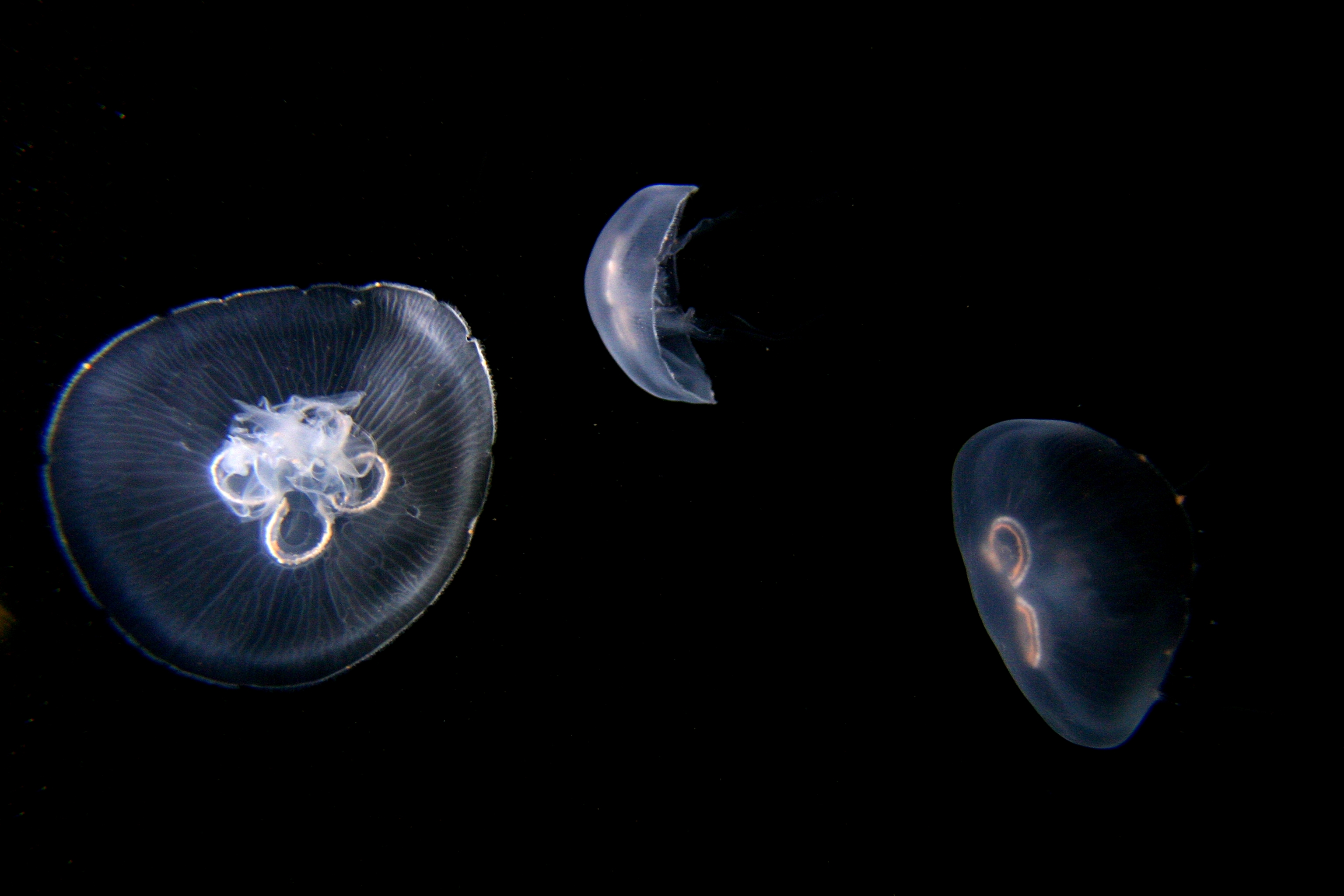 Kwik, kwek en kwal | Burgers' Zoo in Arnhem