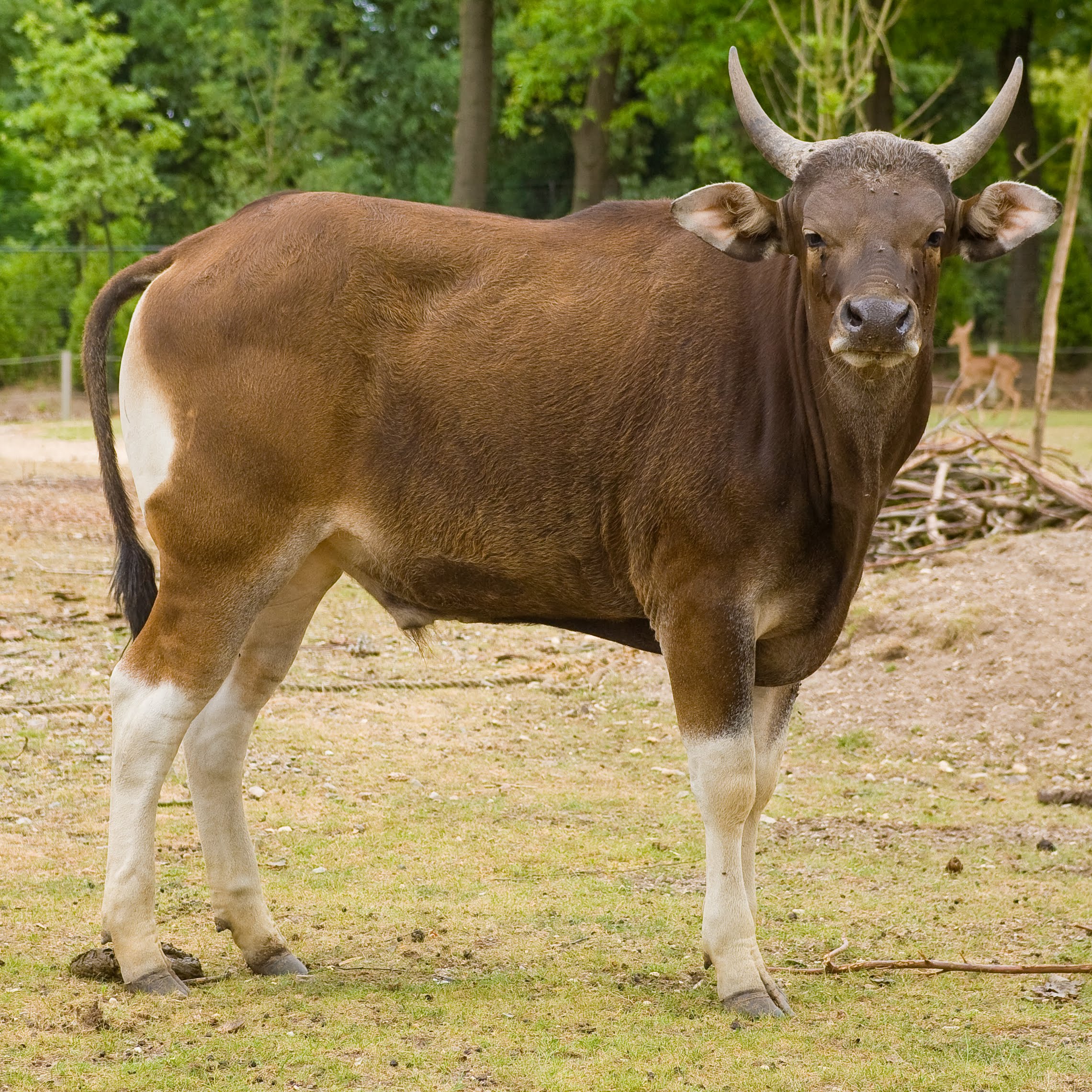 Banteng