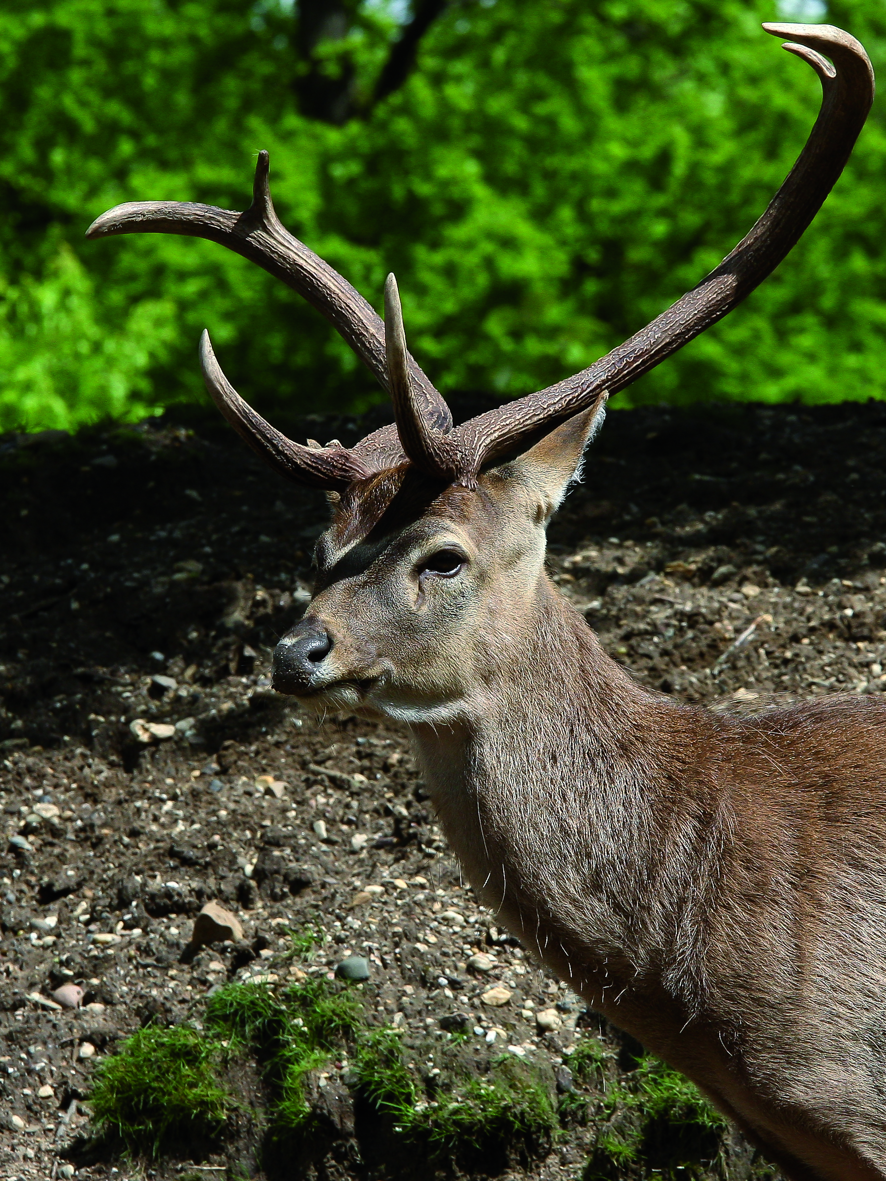 Drie soorten herten | Burgers' Zoo in Arnhem