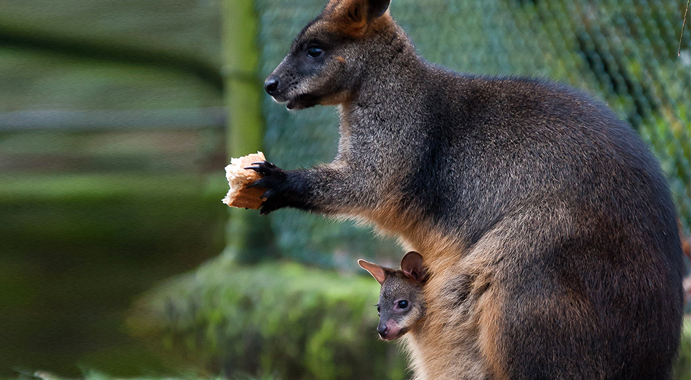 Moeraswallaby
