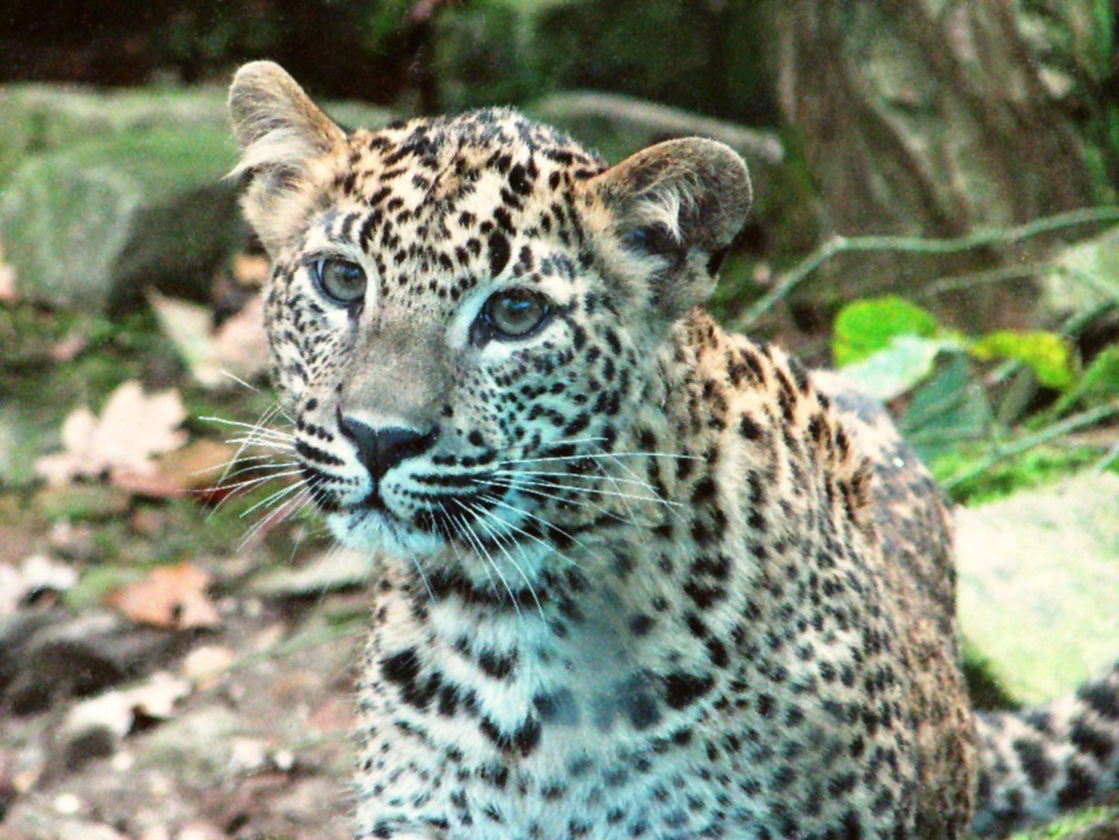 Sri Lanka panter welpje ingeënt