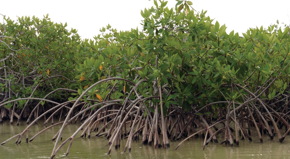 Rode mangrove | Burgers' Zoo in Arnhem