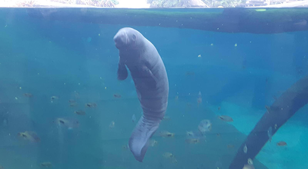 Er is een zeekoe drachtig!