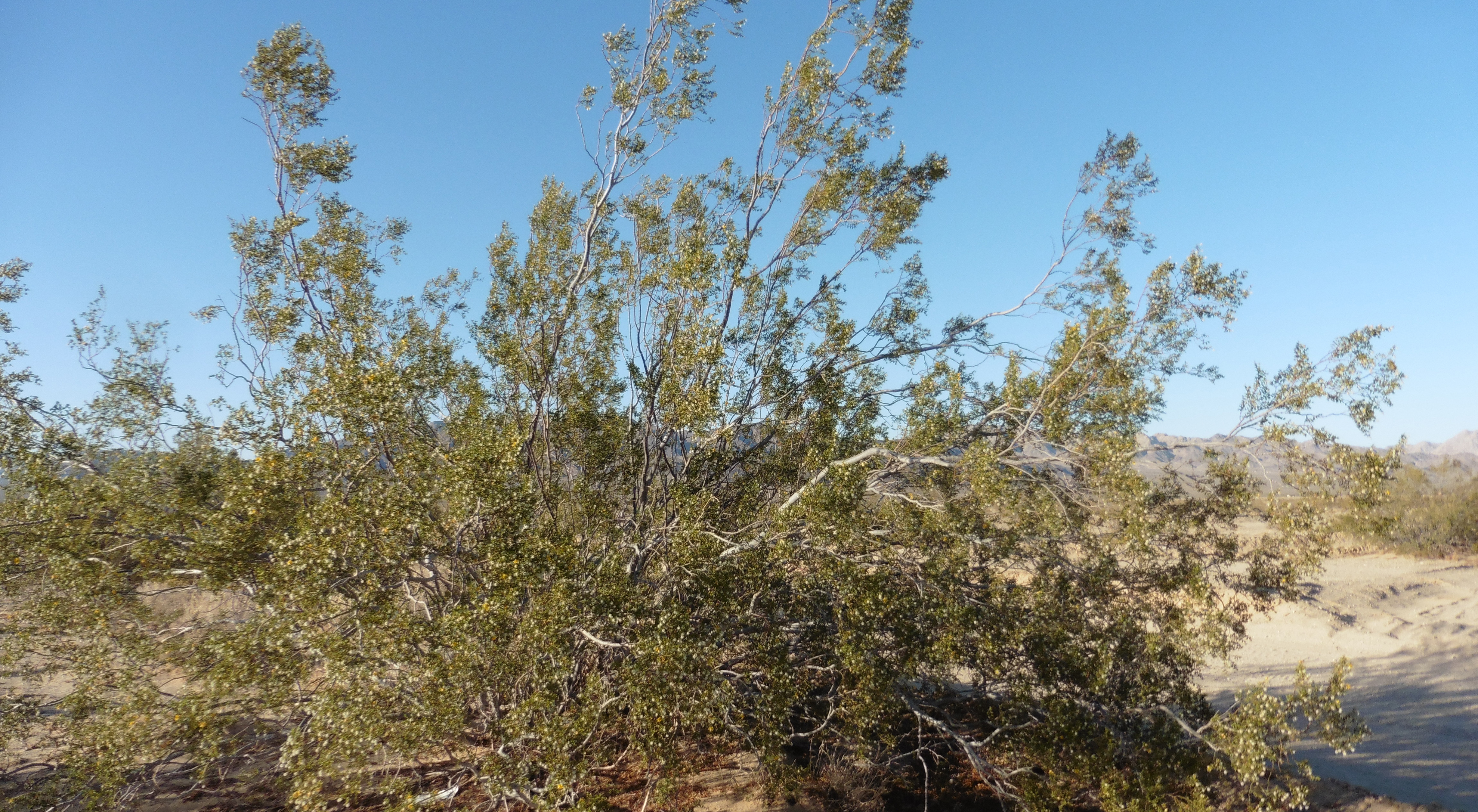 Geen malloot, die creosoot | Burgers' Zoo in Arnhem