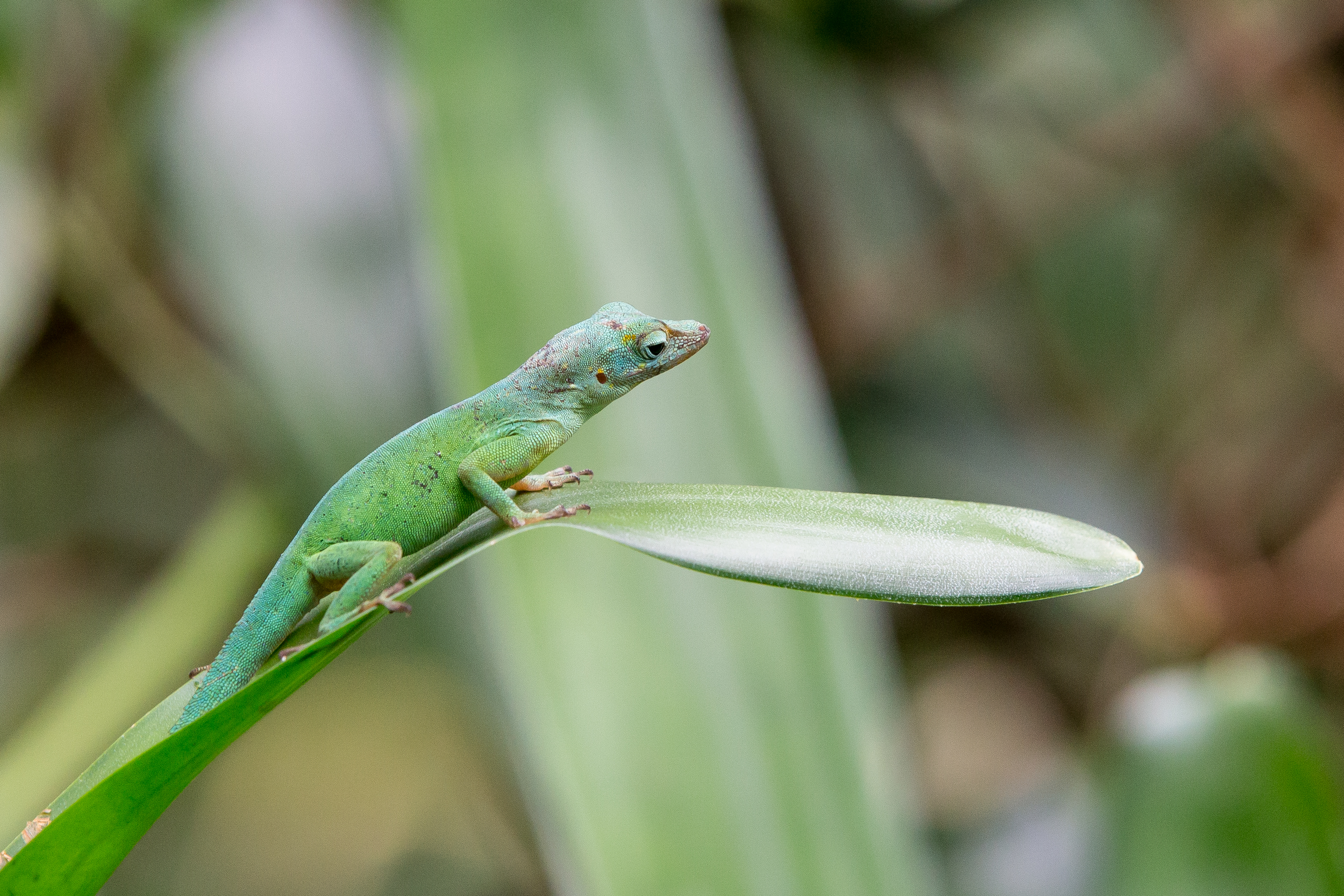Groene Anolis Hagedis Tanks Langstaarthagedis Groen – Hobbyzoo.nl