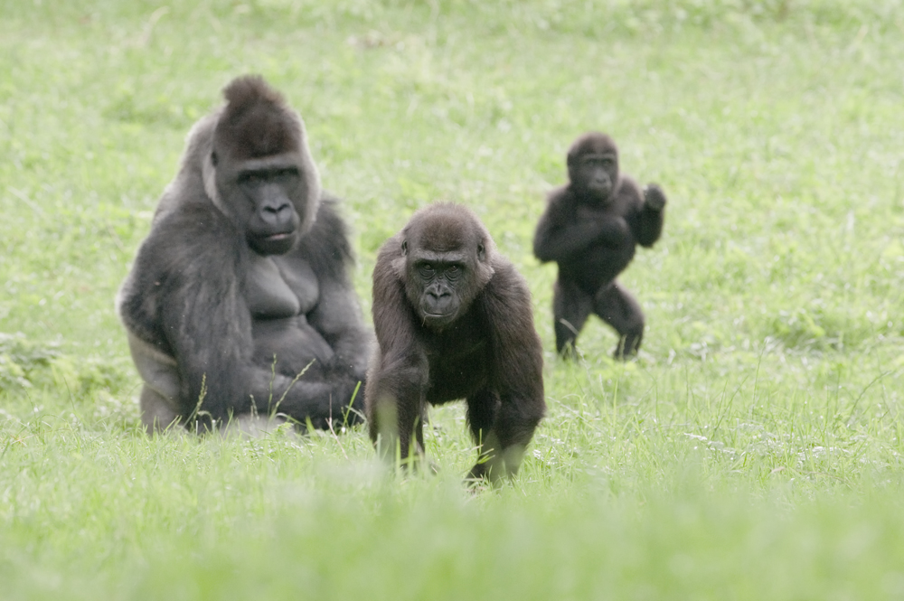 Zaterdagmiddag 13 mei 2023: zilverrug Bauwi ingeslapen