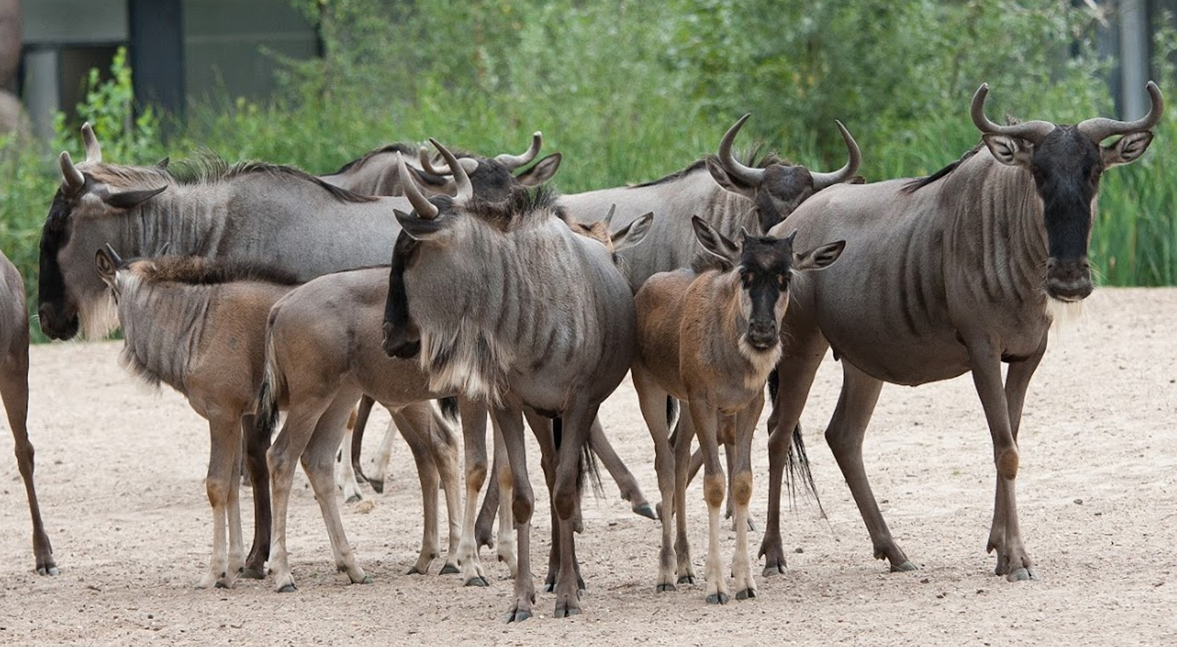 Geboortegolf bij de gnoes | Burgers' Zoo in Arnhem