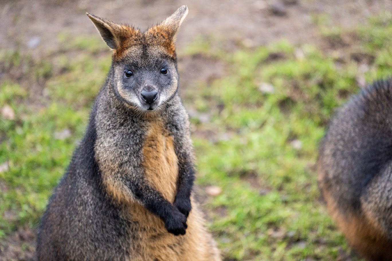 Moeraswallaby