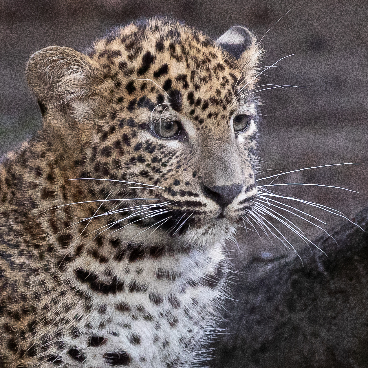 Een zeer belangrijke dierentuinpopulatie: de Sri Lanka panter | Burgers ...