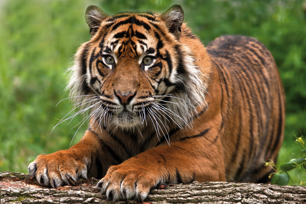 Van tijgers naar neusberen naar… tijgers | Burgers' Zoo in Arnhem