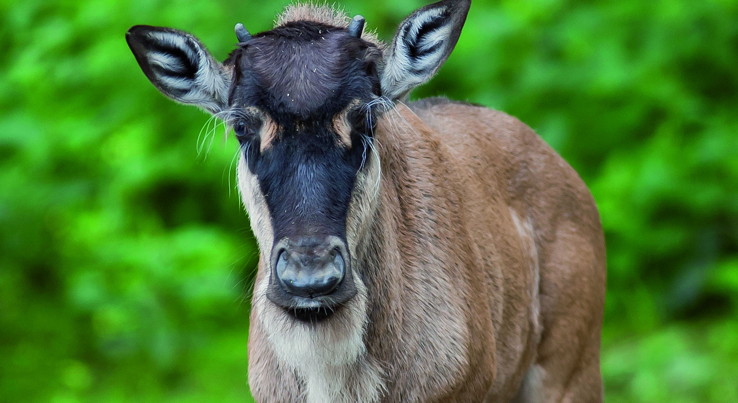 Geboortegolf bij de gnoes | Burgers' Zoo in Arnhem