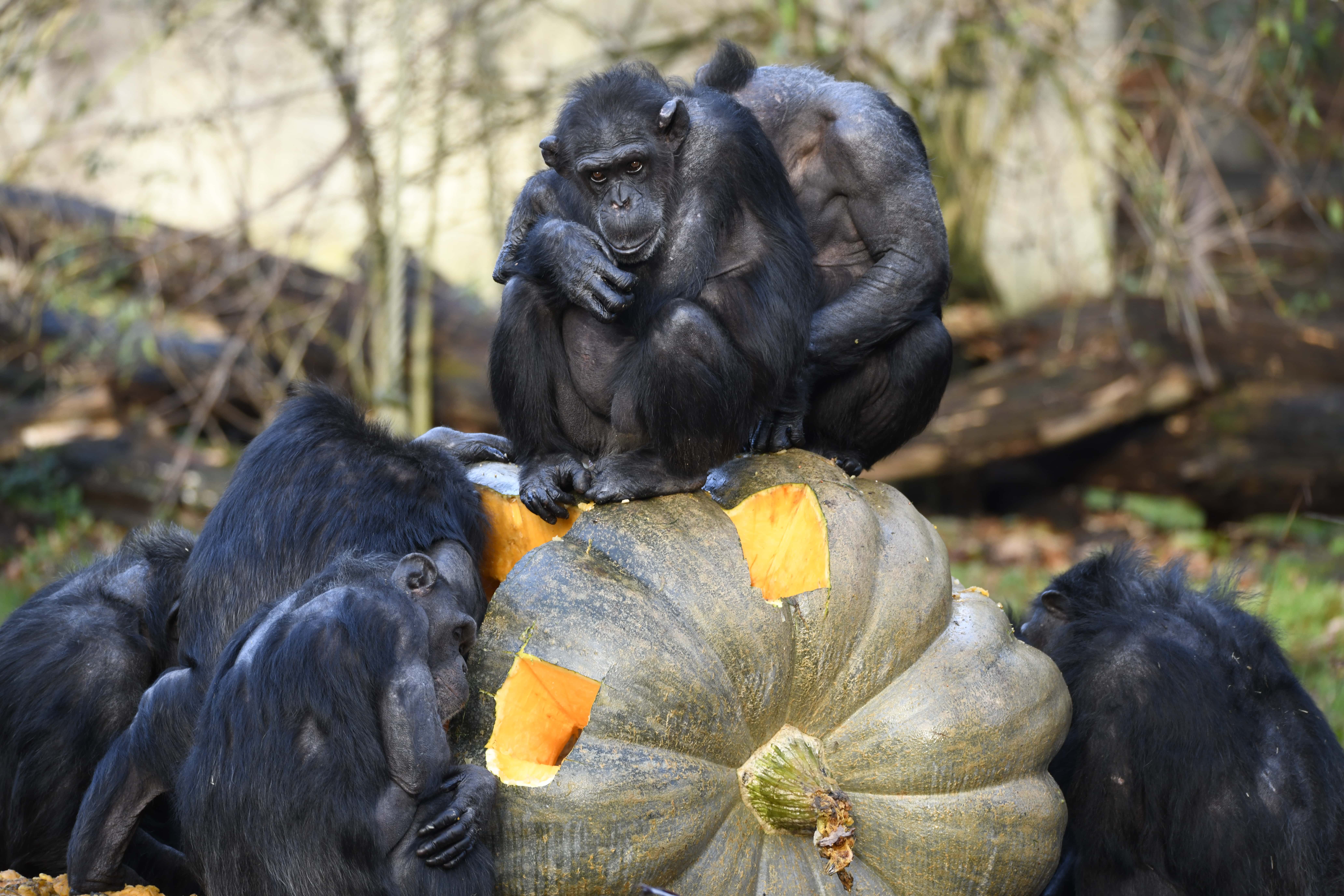 Chimpansees kraken reuzenpompoenen