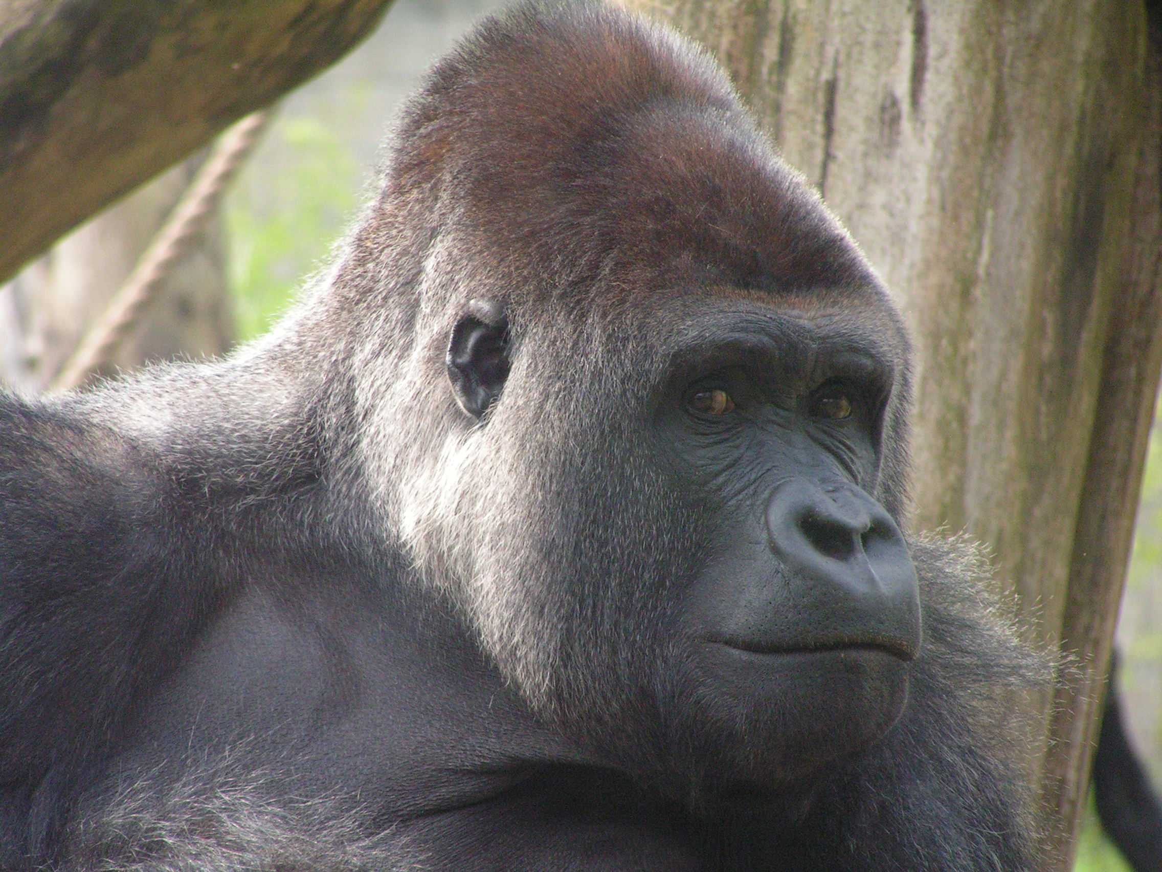 Zaterdagmiddag 13 mei 2023: zilverrug Bauwi ingeslapen