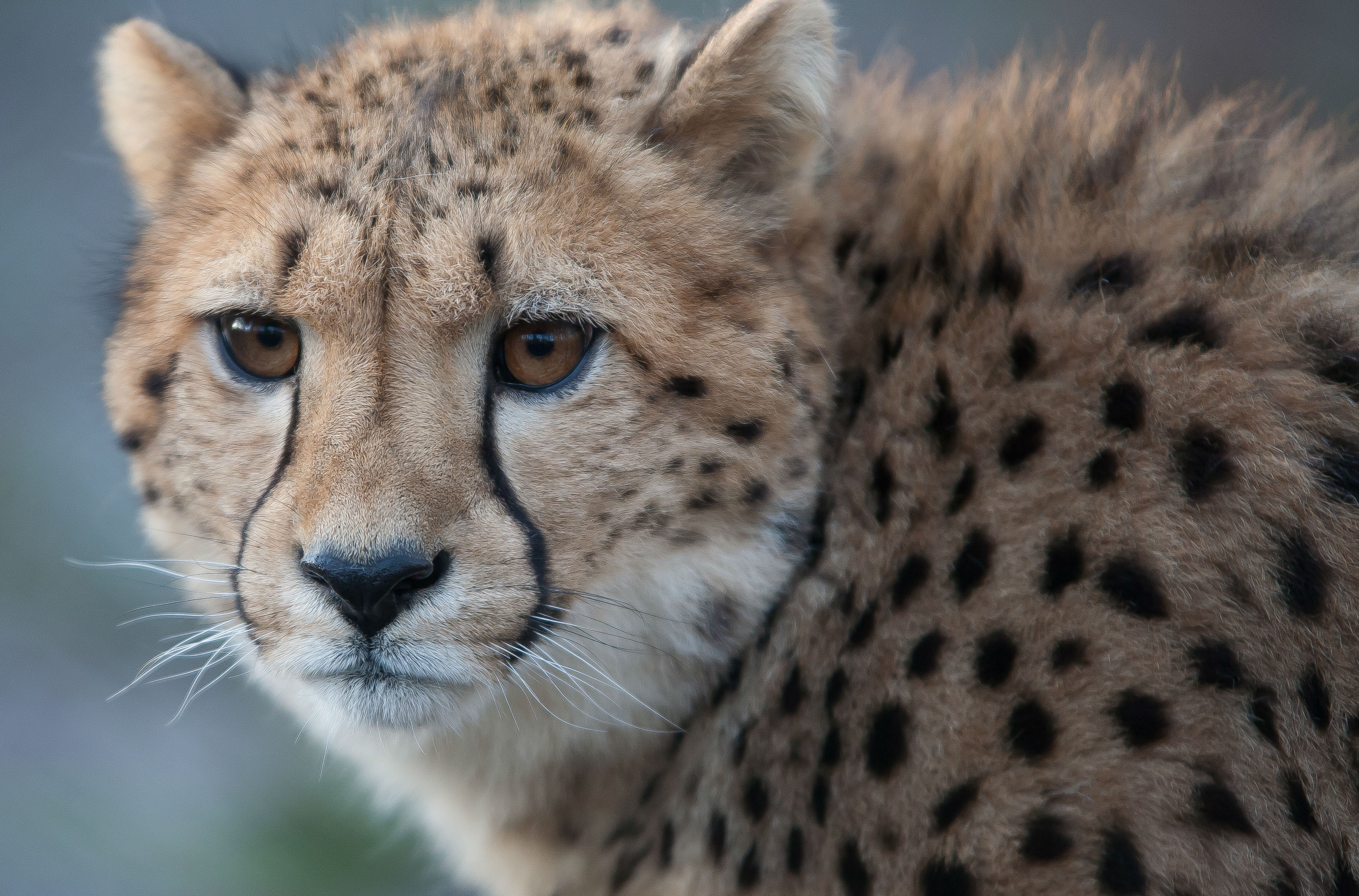 Cheetapaardje Cheeta Door Superrijken In Voortbestaan Bedreigd