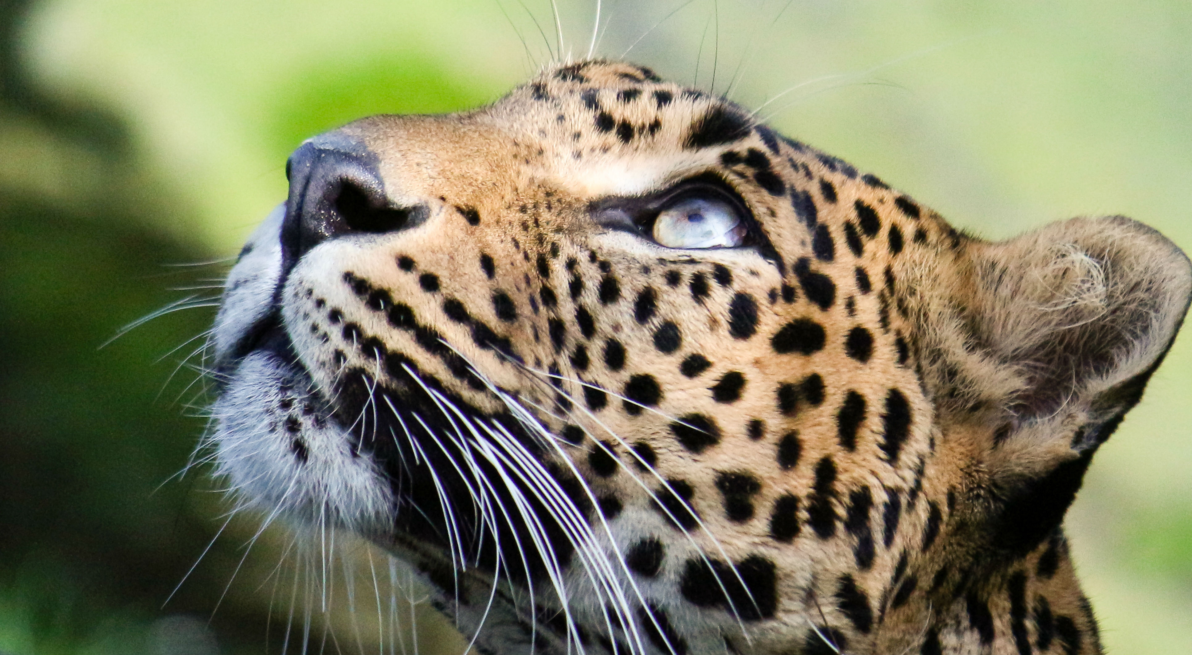 Jongen bij de Sri Lanka panters?