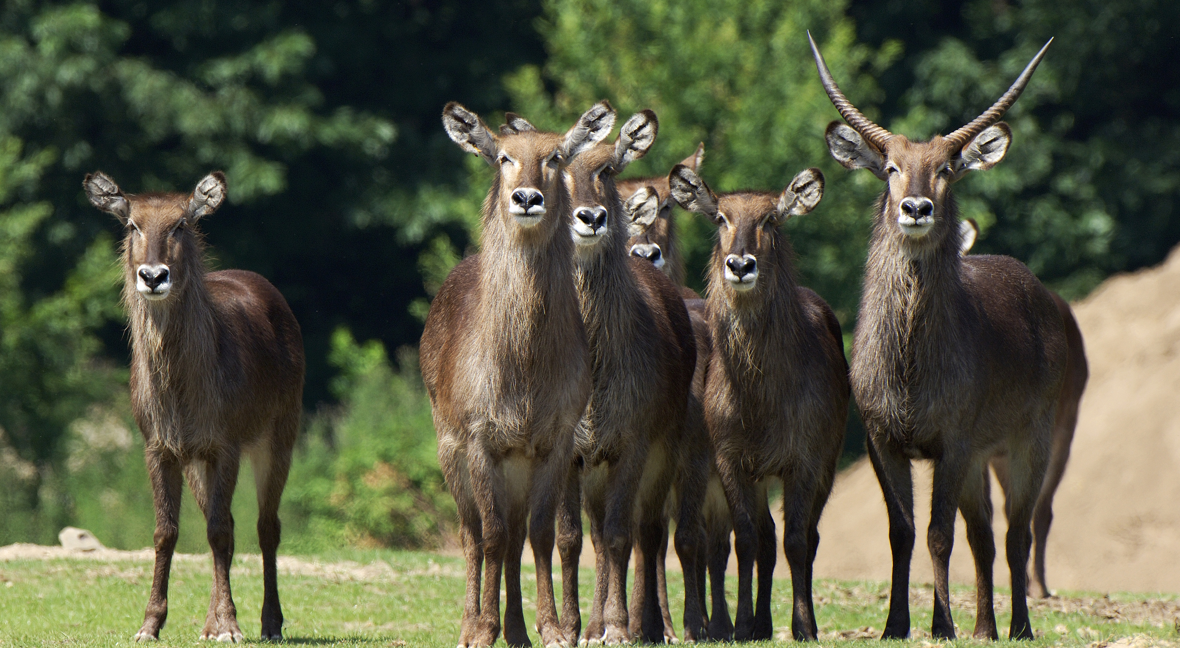 Hoe maak je een saola populair? Met de Zuidoost Azië Campagne ...