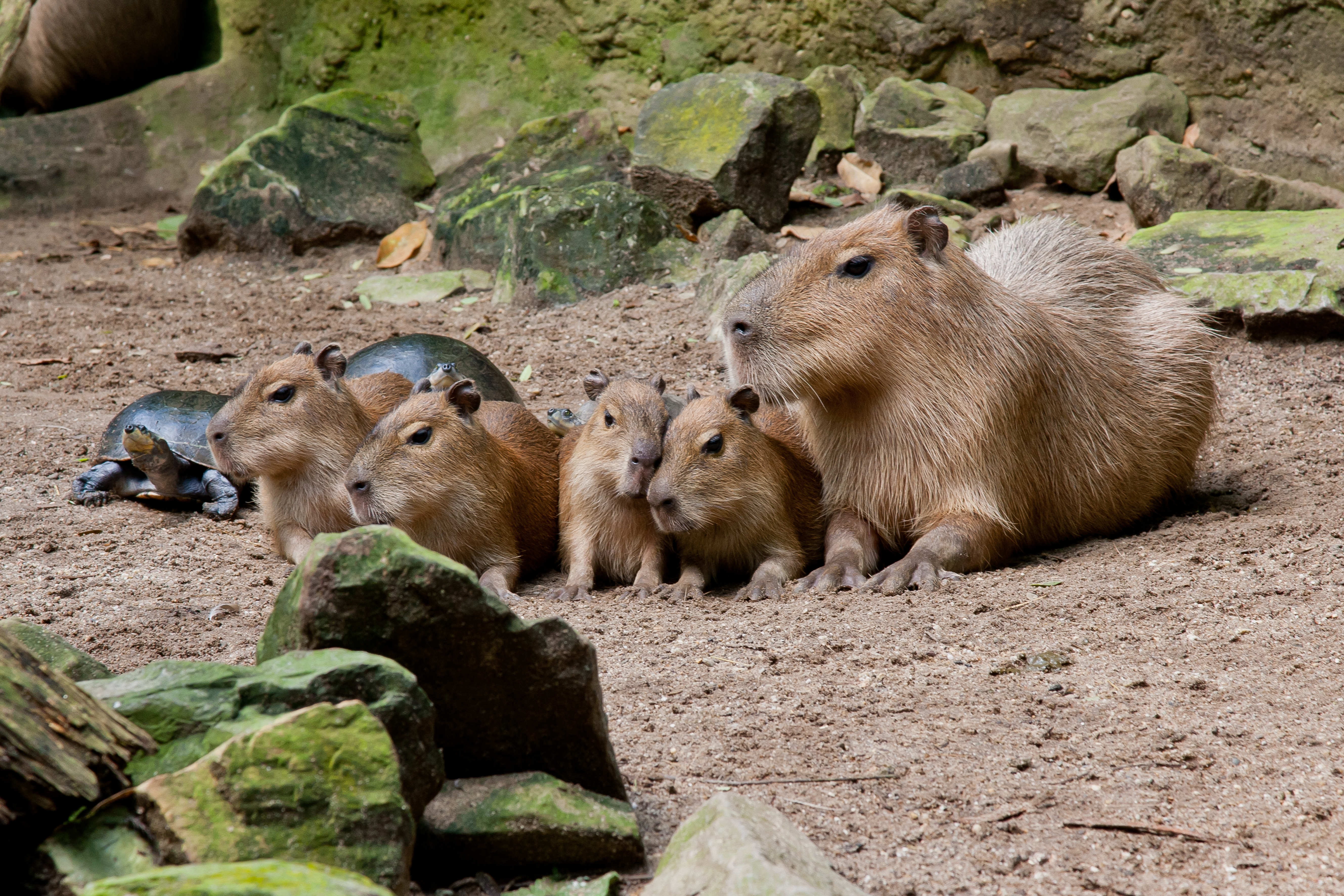 Capybara