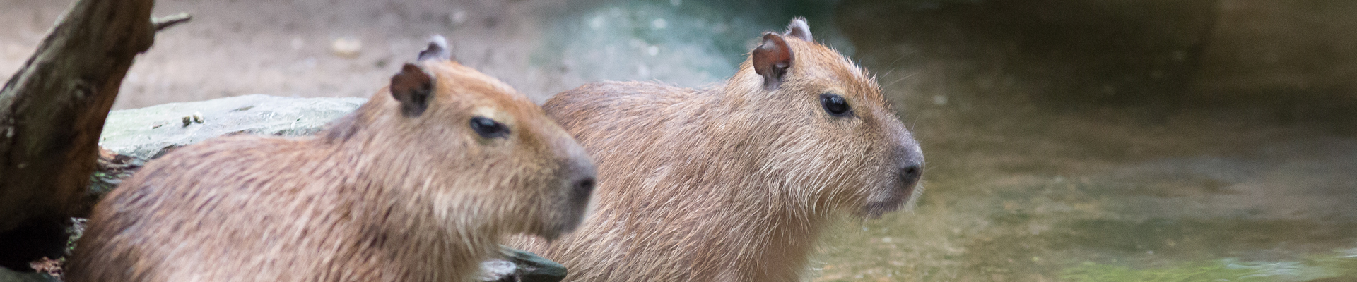 Capybara