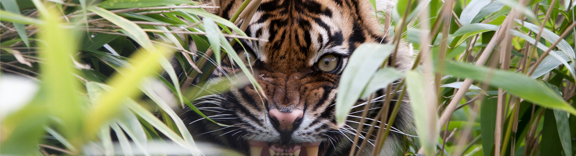 Sumatraanse tijger