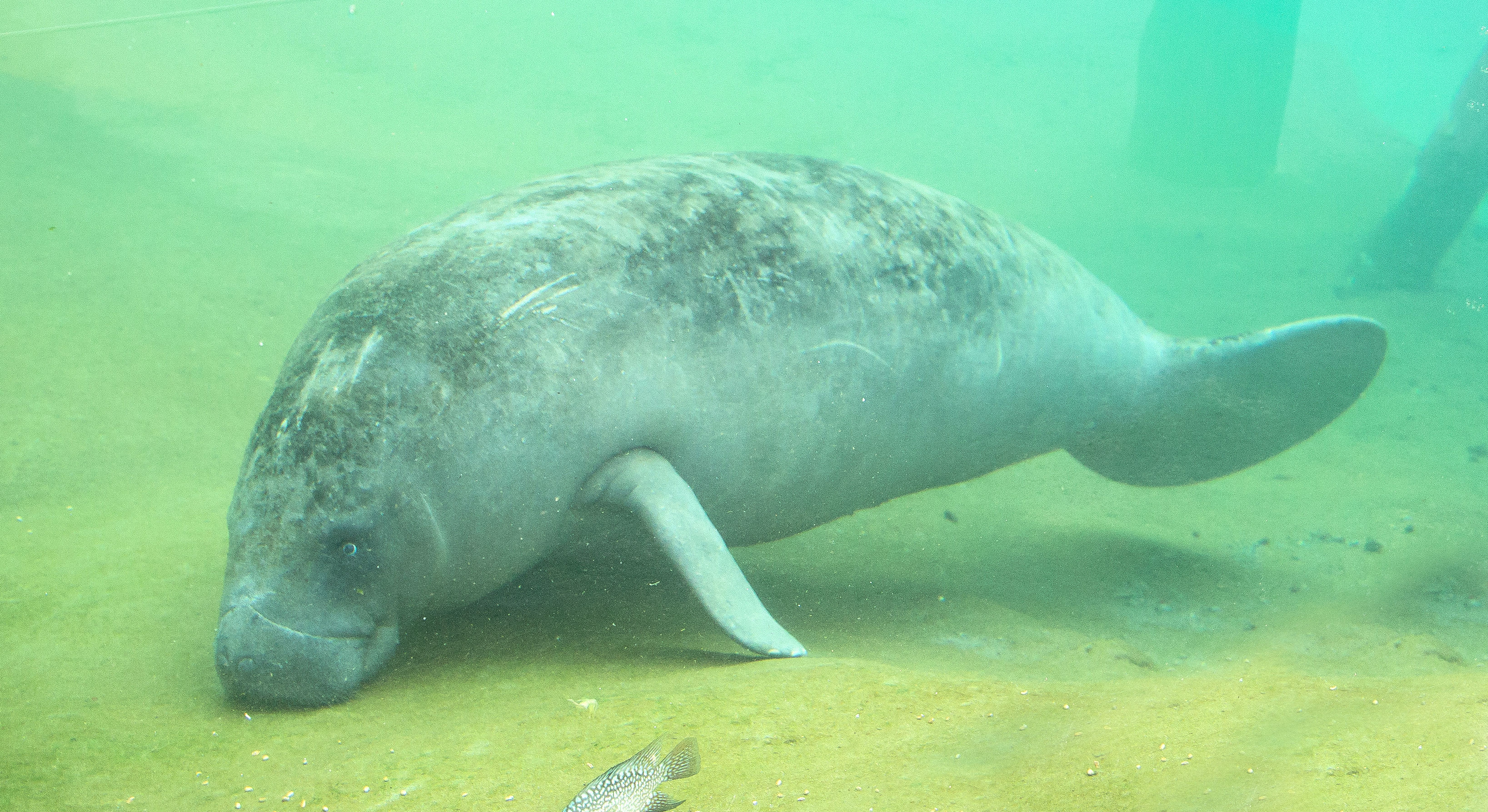 Natuurbehoud in Belize: succesvolle opvang zeekoeien en apen | Burgers ...