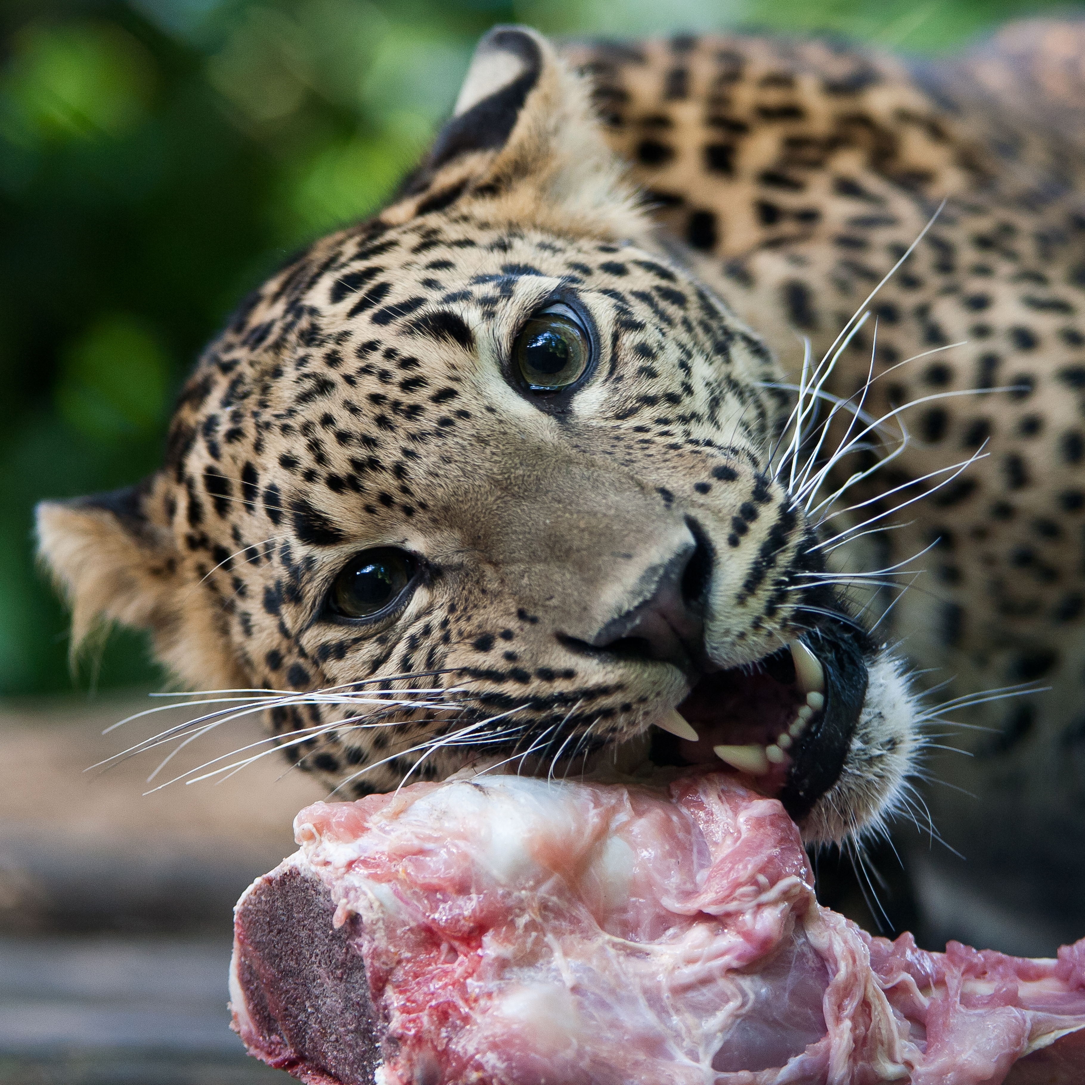 Magneetkasten bij de panters | Burgers' Zoo in Arnhem