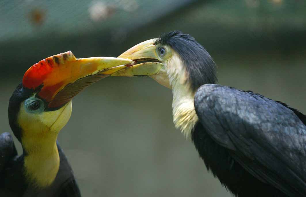 Geribbelde neushoornvogels breken uit de kast! | Burgers' Zoo in Arnhem